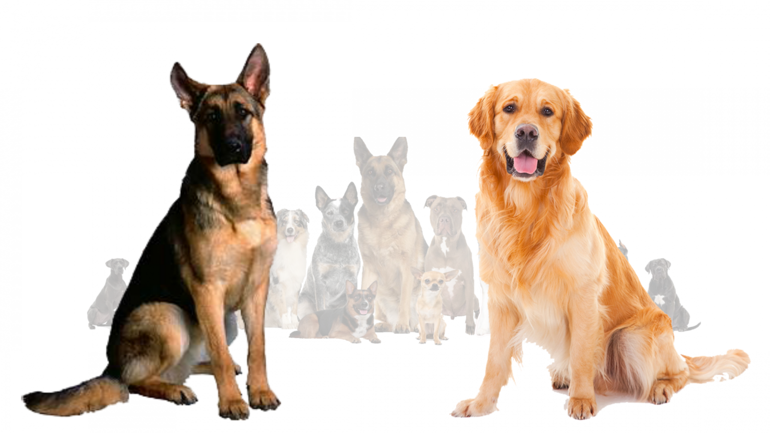 German Shepherd Golden Retriever Mix: Know Before You Adopt