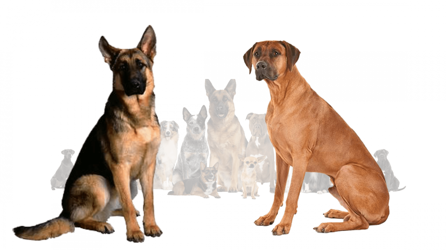 Full Grown Rhodesian Ridgeback German Shepherd Mix Character and Traits