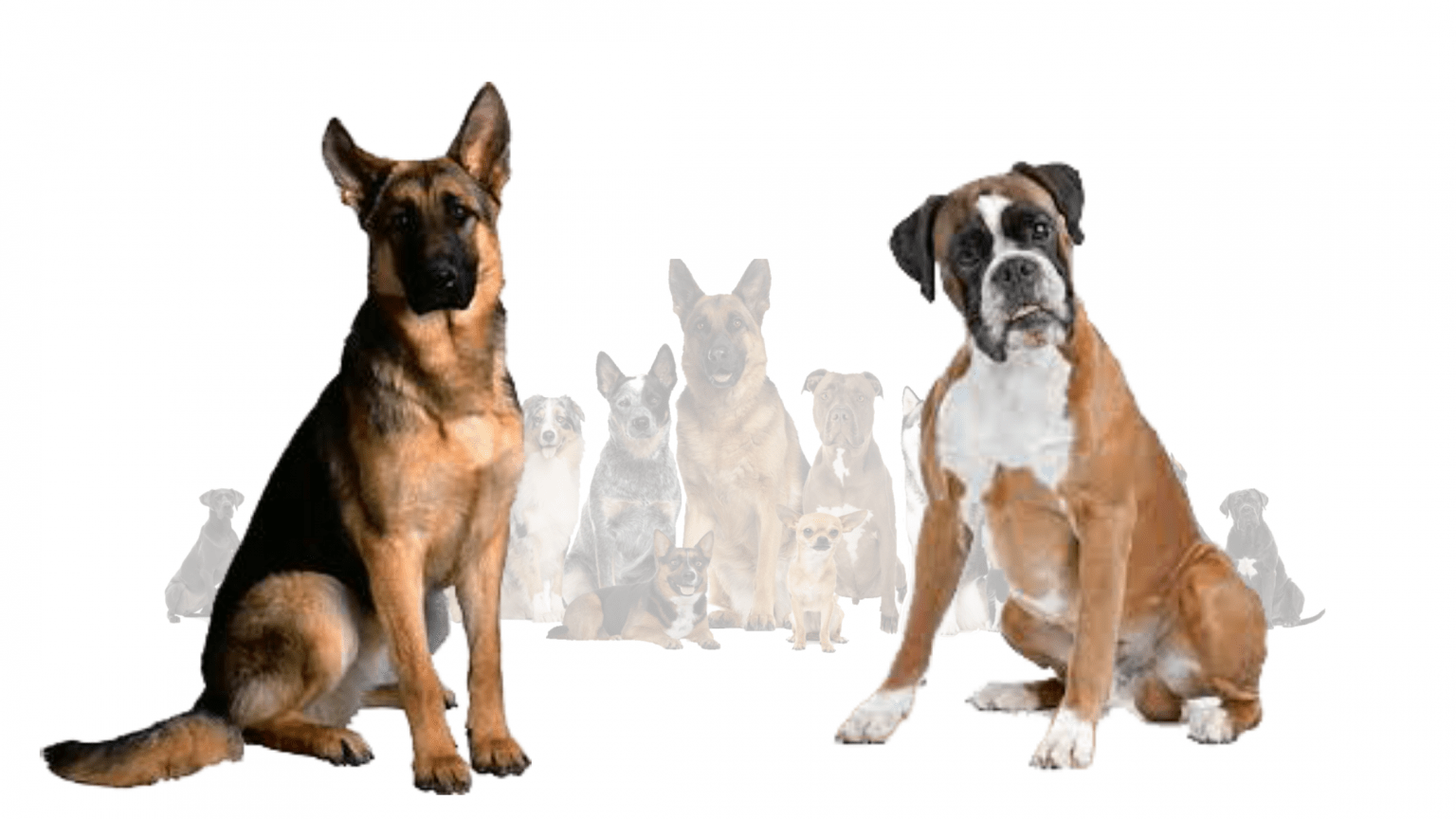 German Shepherd Boxer Mix, The Endmost Guide