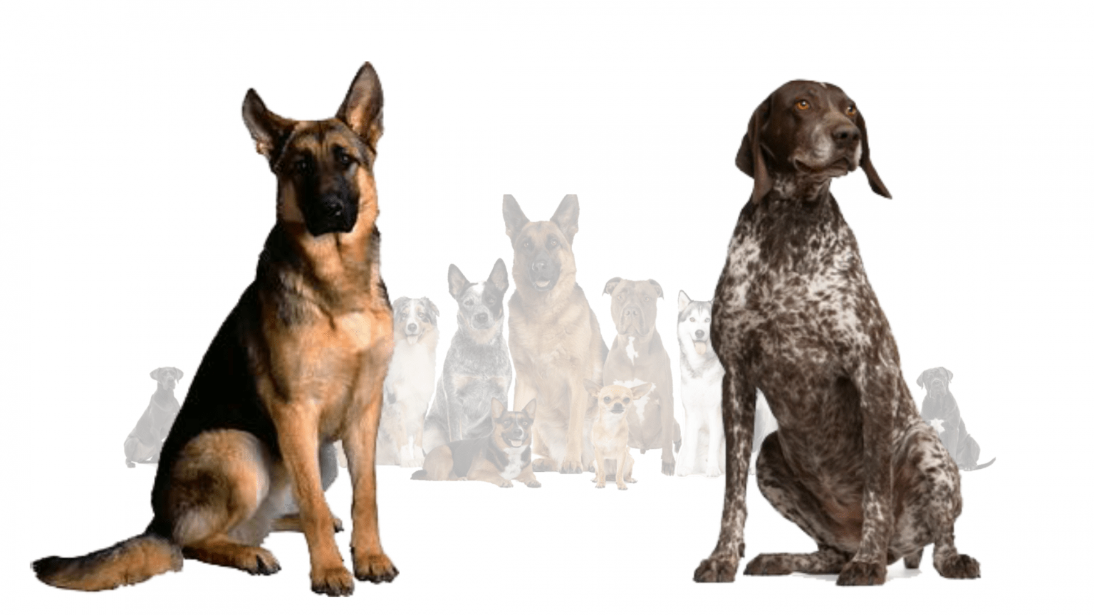 German Shorthaired Pointer German Shepherd Mix Info