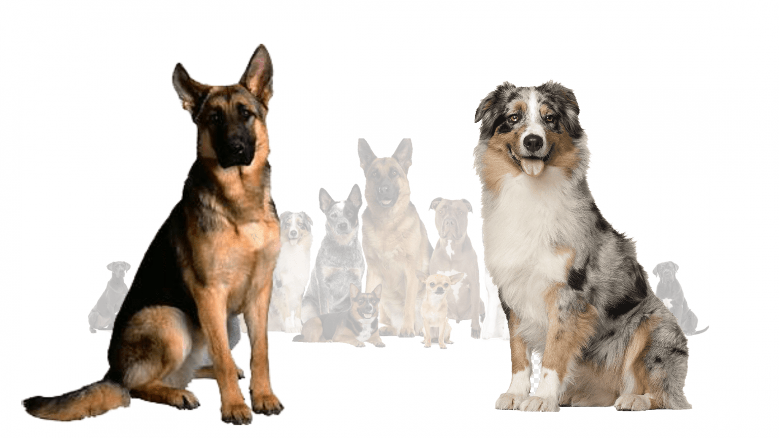 The Endmost Guide To Aussie German Shepherd Mix