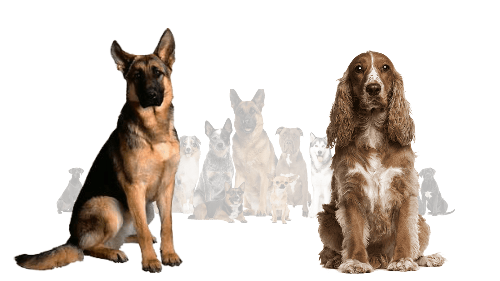 Cocker Spaniel German Shepherd Mix