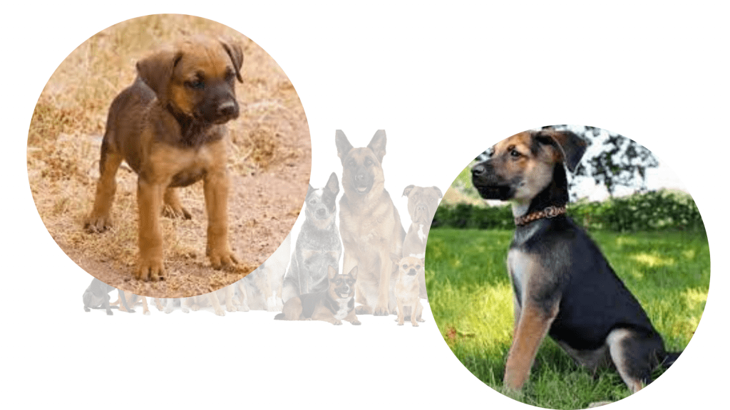 German Shepherd Pitbull Mix Full Grown