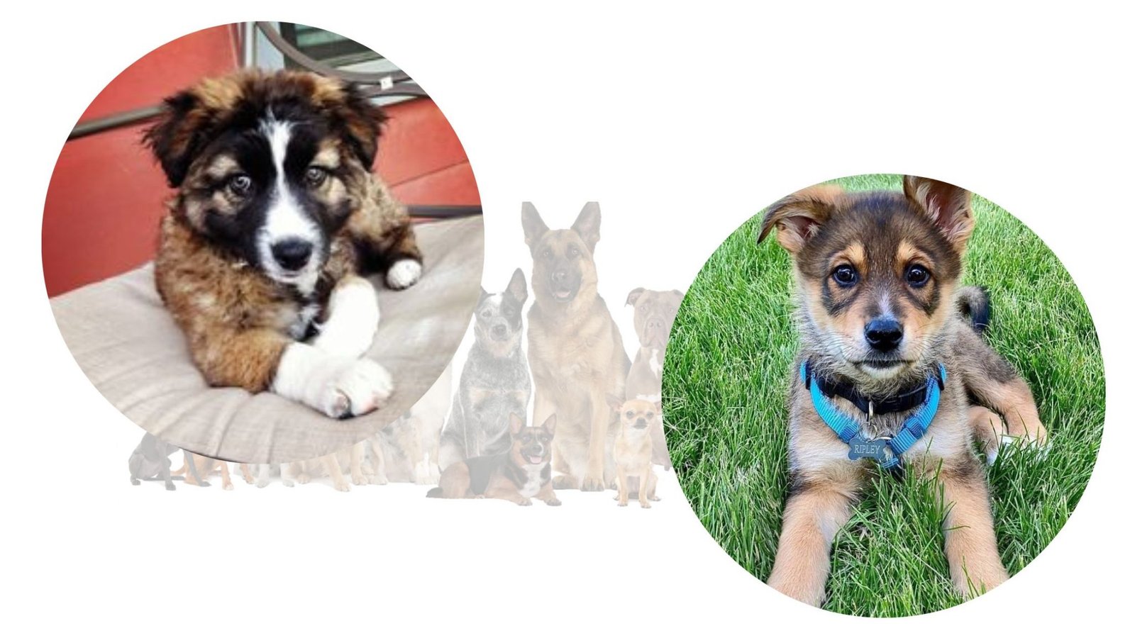 German Shepherd Australian Shepherd Mix Puppies