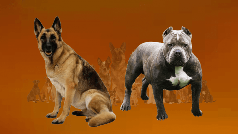 German Shepherd Pitbull Mix Temperament