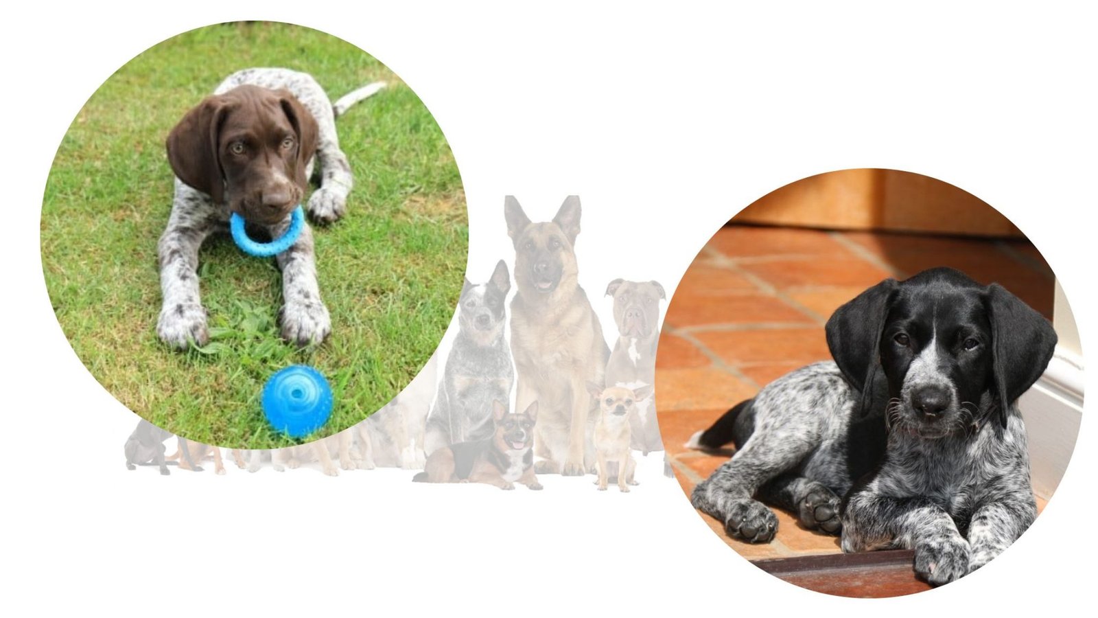 All About German Shorthaired Pointer Mix Puppies