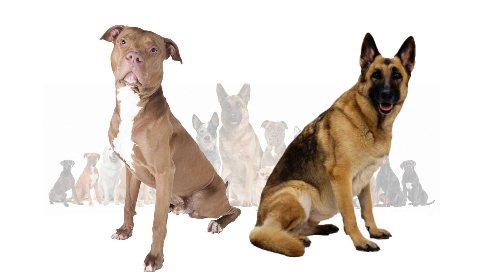 18 Common German Shepherd Goldendoodle Mix Facts