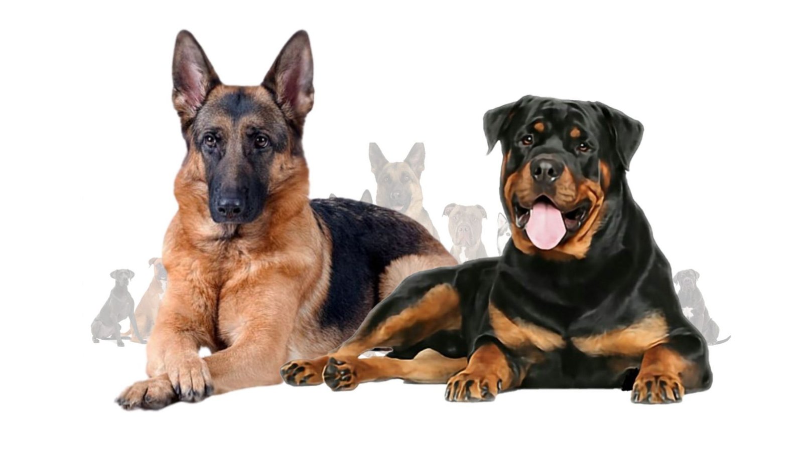 German Shepherd Rottweiler Mix: The Endmost Guide