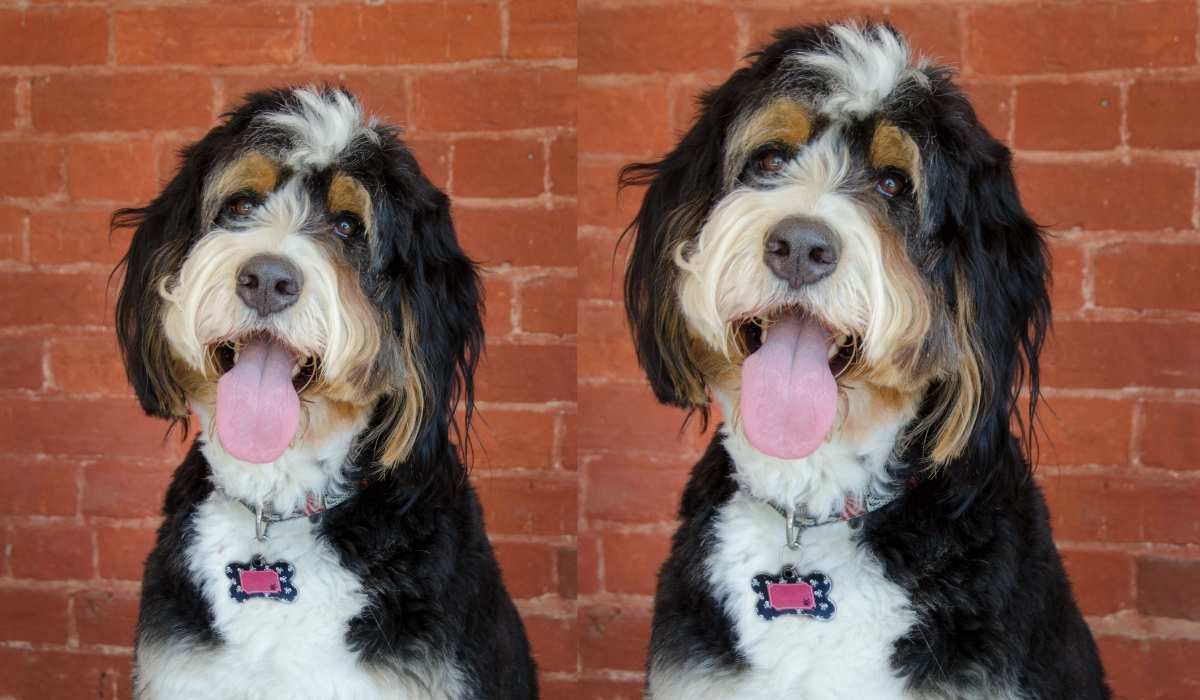 Bernese Mountain Dog Poodle Mix aka Bernedoodle 2026