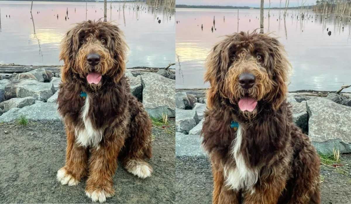 Newfoundland and poodle mix