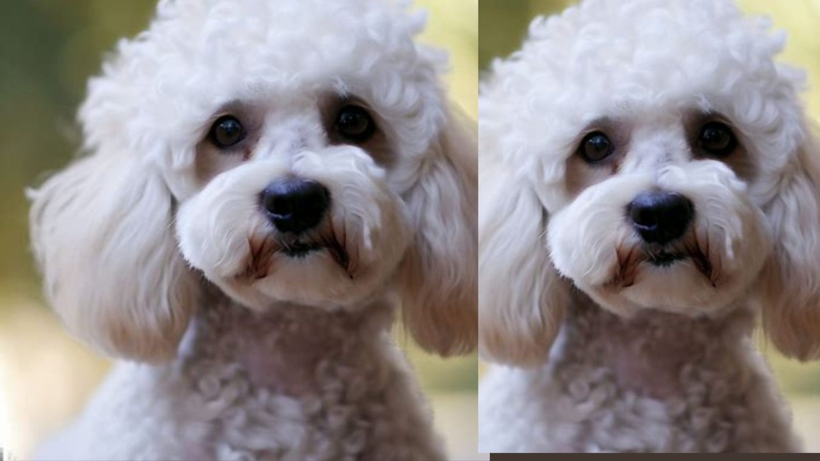 Maltese Poodle Mix: A Charming and Lively Companion 2026