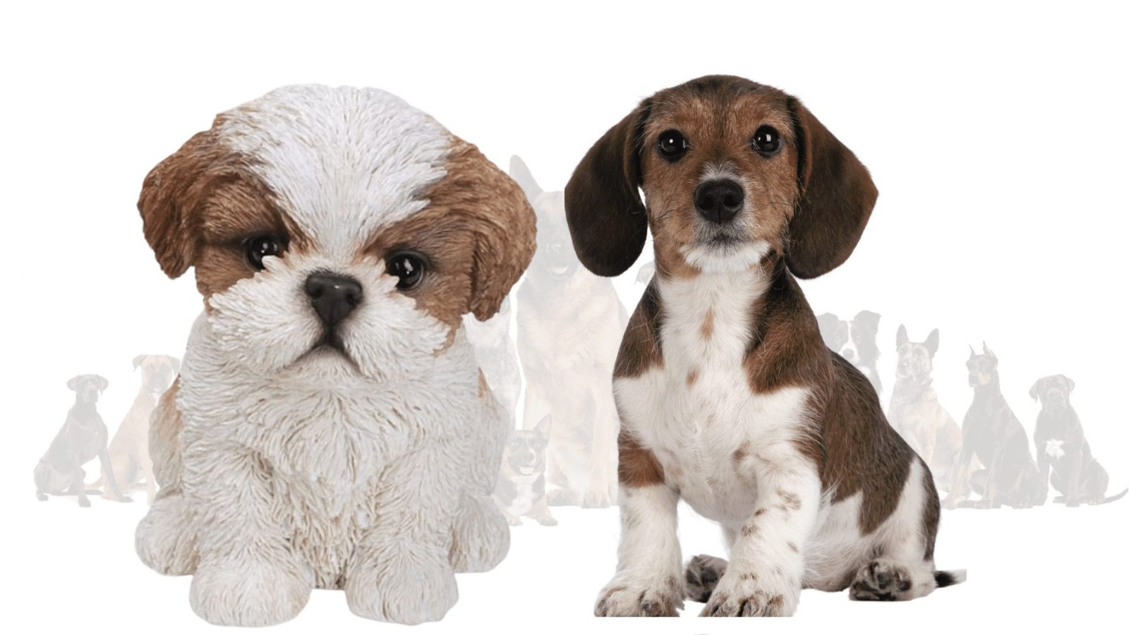 The Shih Tzu Dachshund Mix aka Schweenie