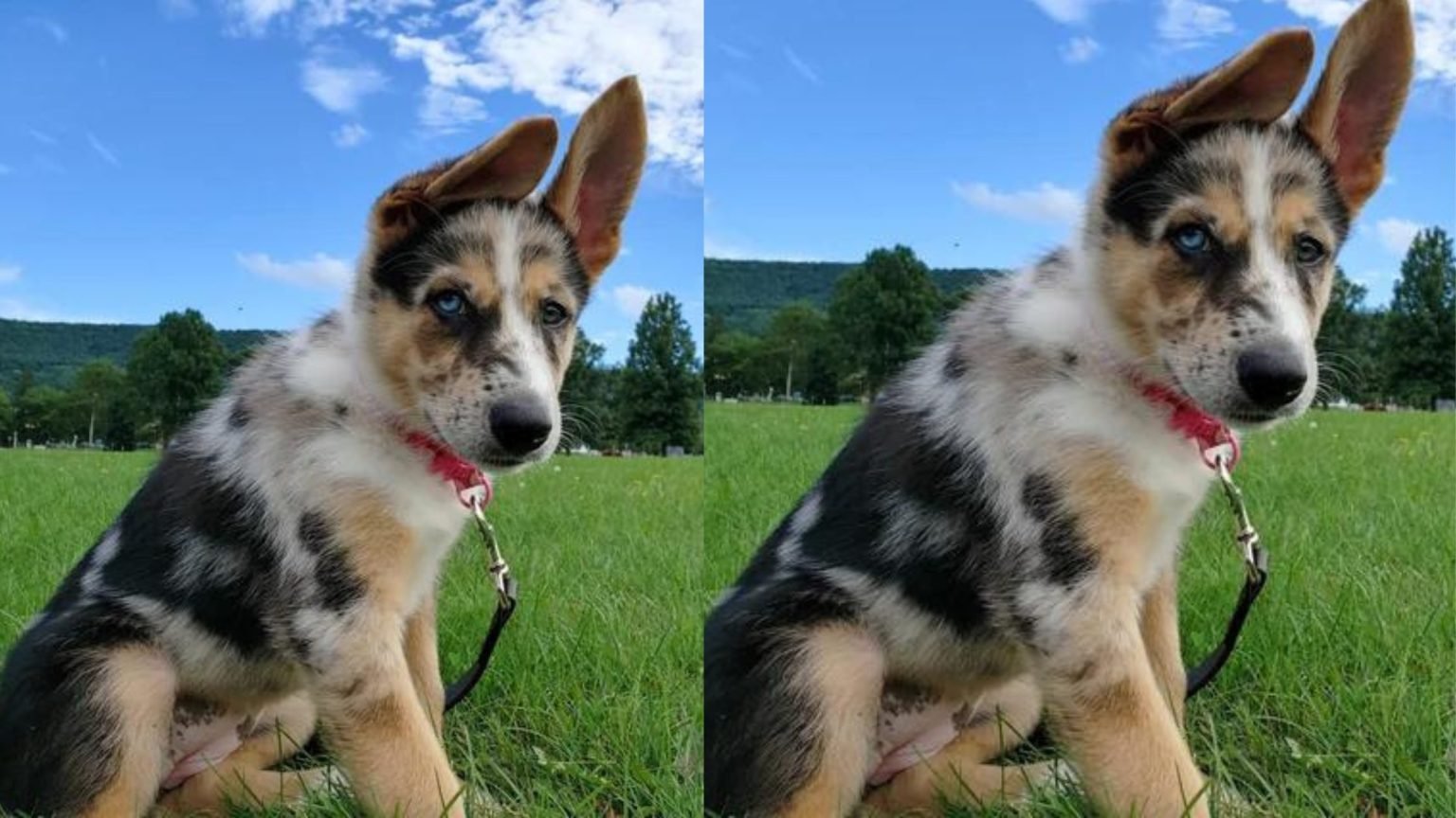 German Shepherd Border Collie Mix aka the Shollie 2026