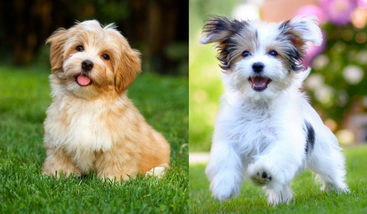 Where to Find Cavanese Puppies for Sale